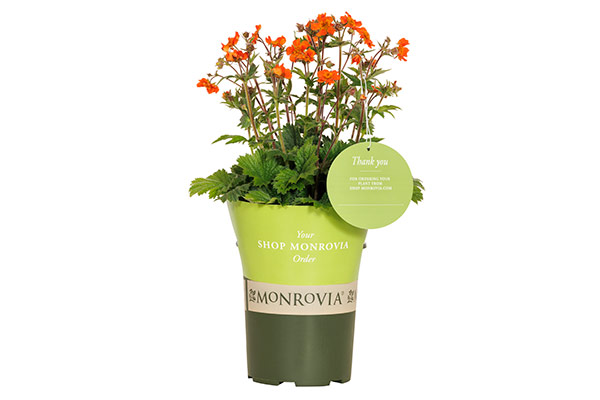 Buy Monrovia Plants and get resources for customer success
