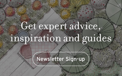 Little Rascal® Holly (Male), Ilex x meserveae 'Mondo', Monrovia Plant