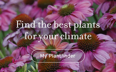 Little Rascal® Holly (Male), Ilex x meserveae 'Mondo', Monrovia Plant