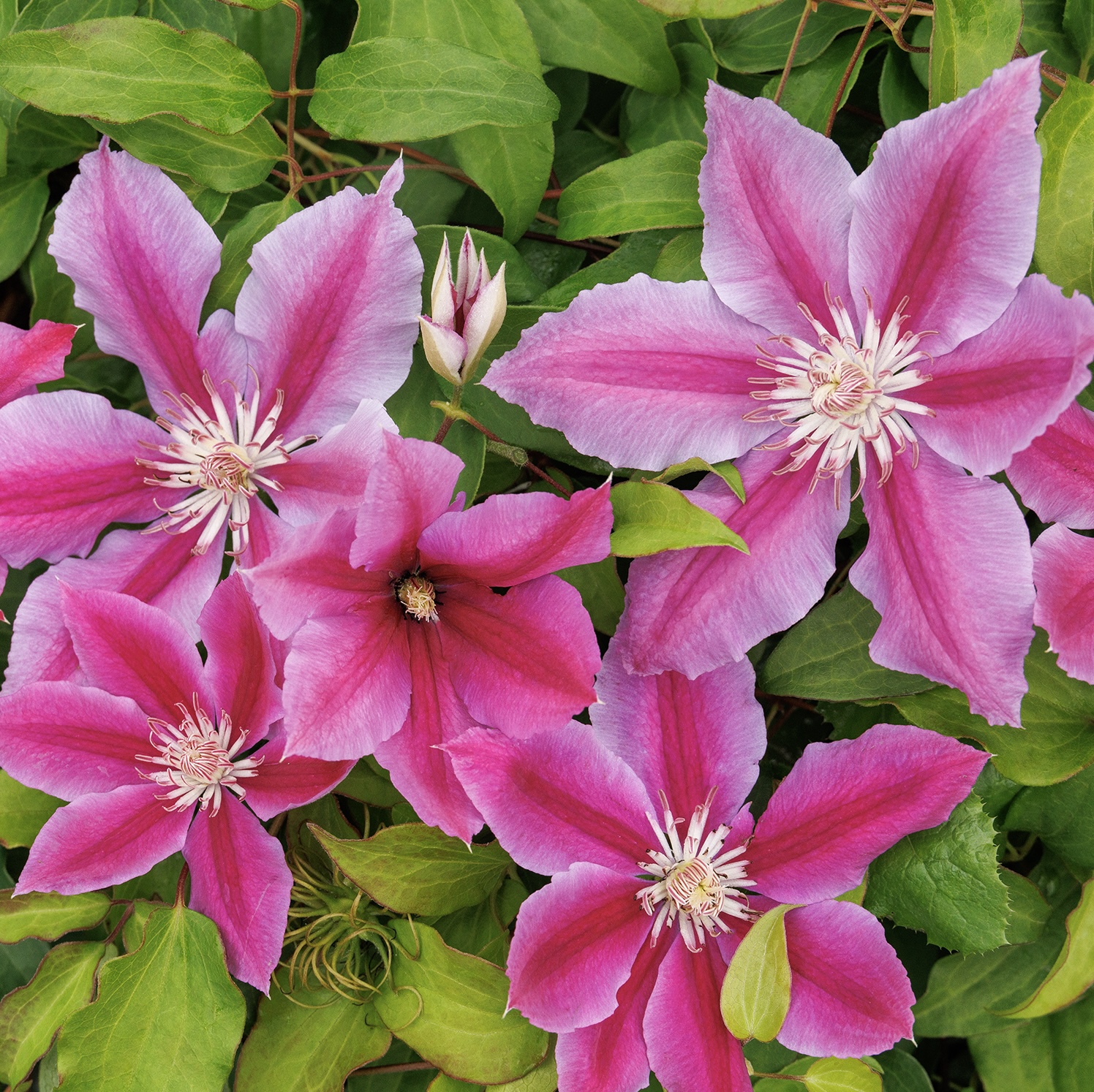 Clematis Flower Clematis Montana STARLET White Perfume HYFLET Clematis Flower Clematis Montana STARLET White Perfume HYFLET