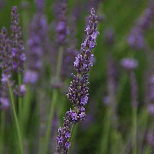 How to choose the best lavender for your garden