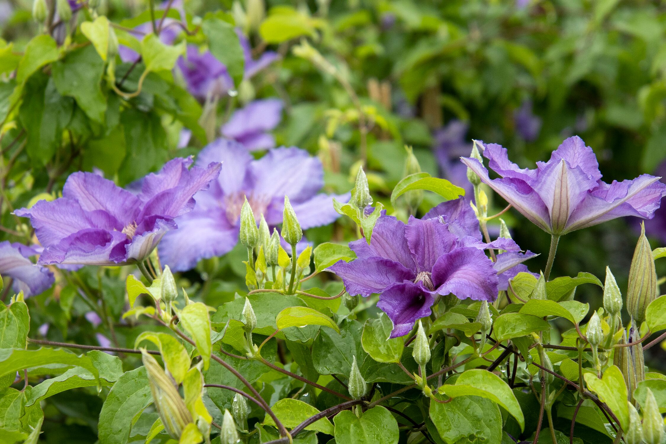 Clematis: How to Grow And Care For This Flower