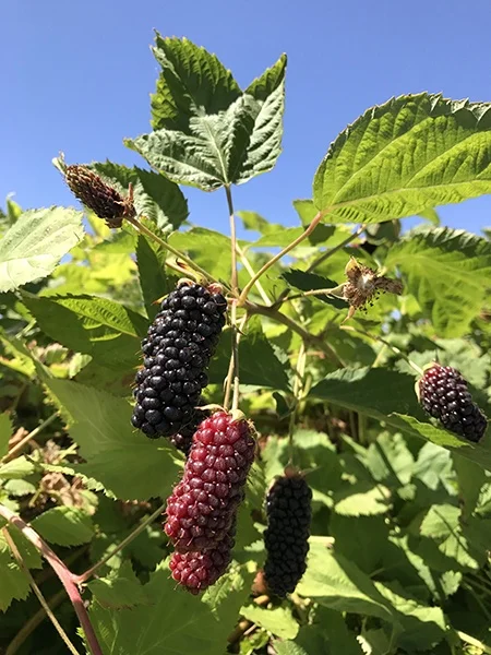 blackberry tree