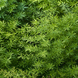 Compact Sprenger Asparagus Fern, Asparagus densiflorus 'Sprengeri Compacta'