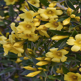 Double Shot® Jessamine, Gelsemium sempervirens & Gelsemium rankinii