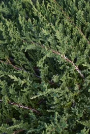juniperus horizontalis rhs