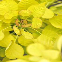 Golden Spirit Smoke Tree, Cotinus coggygria 'Ancot', Monrovia Plant