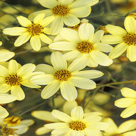 Moonbeam Threadleaf Coreopsis, Coreopsis verticillata 'Moonbeam'