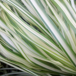 Lightning Strike Feather Reed Grass, Monrovia Plant