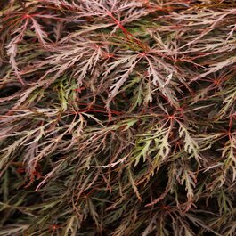 Velvet Viking™ Japanese Maple, Monrovia Plant