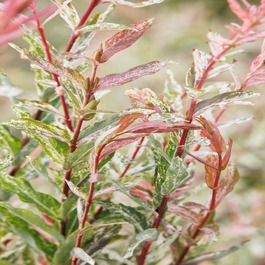 willows thrill plant