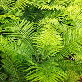 The King Ostrich Fern, Matteuccia struthiopteris 'The King', Monrovia Plant