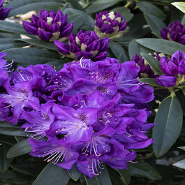 Florence Parks Rhododendron, Rhododendron x 'Florence Parks' (H-1)