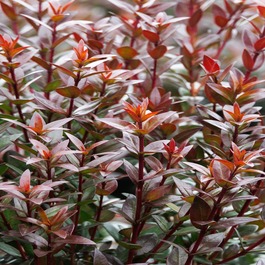 Sweetmaroon™ Myrtle, Myrtus communis 'Monfazred' PPAF, Monrovia Plant