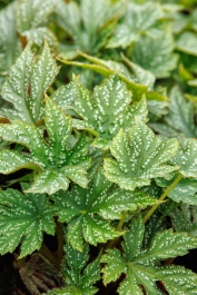 Tectonic® Shangri-La™ Begonia, Begonia circumlobata 'MonShayne'