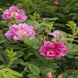 Seaside Swirl™ Pink Rugosa Rose, Rosa rugosa 'RUIRJ0078A' PPAF