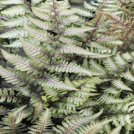 Godzilla Japanese Painted Fern, Athyrium 'Godzilla', Monrovia Plant