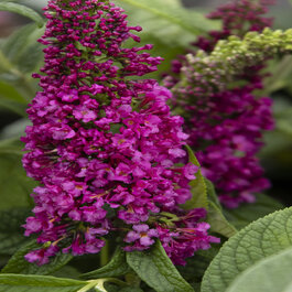 Summer Sips™ Sangria Butterfly Bush, Buddleja 'SRPbudsan' PP #30,595