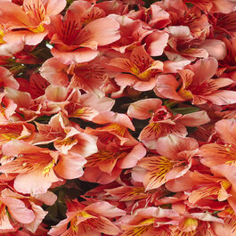 Colorita® Eliane® Orange Peruvian Lily, Monrovia Plant