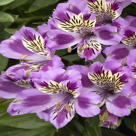 Colorita® Mulan® Peruvian Lily, Alstroemeria x 'Zaprimu', Monrovia Plant