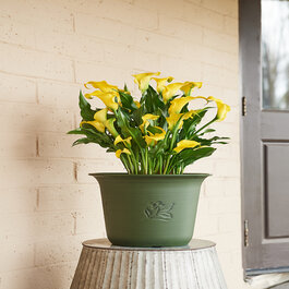 Captain Yellow Calla Lily, Zantedeschia , Monrovia Plant