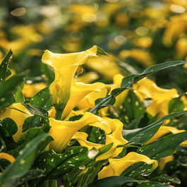 Captain Solo Calla Lily, Zantedeschia 'Captain Solo' PP #26,702