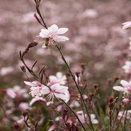 Steffi™ Blush Pink Gaura, Gaura lindheimeri, Monrovia Plant