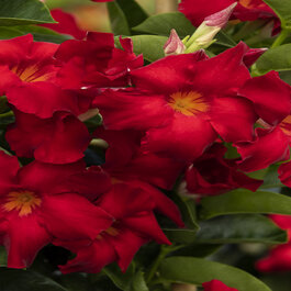 Tropical Breeze™ Velvet Red Mandevilla, Mandevilla x 'Velvet Red'