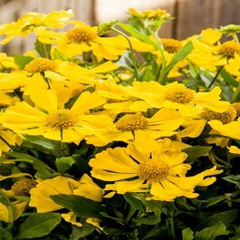 Hayday™ Yellow Helenium, Helenium autumnale PPAF, Monrovia Plant