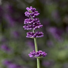 Vintro® Forte Blue English Lavender, Lavandula angustifolia 'Forte Blue'