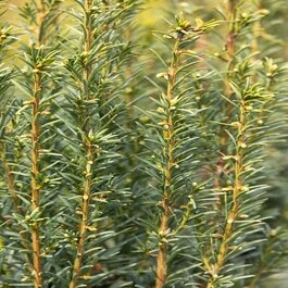 Eddie Yew, Taxus x media 'H.M. Eddie', Monrovia Plant