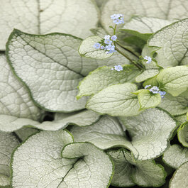 Alexandria Brunnera, Brunnera macrophylla 'Alexandria', Monrovia Plant