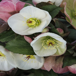 Ice N' Roses® Bianco Hellebore, Monrovia Plant