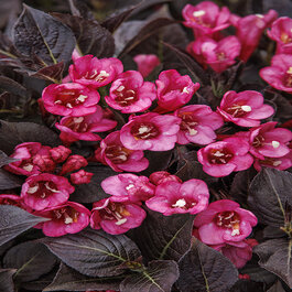 Coco Chill™ Weigela, Weigela florida 'VBL 1' PPAF, Monrovia Plant