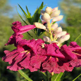 desert willow bubba