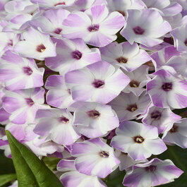 Flame® Lilac Star Garden Phlox, Phlox 'Lilac Star', Monrovia Plant