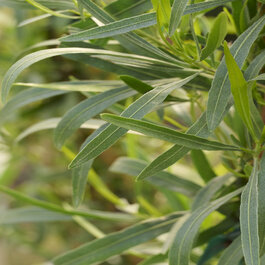 Emerald Ice Hopbush, Dodonaea viscosa 'Emerald Ice' PPAF, Monrovia Plant