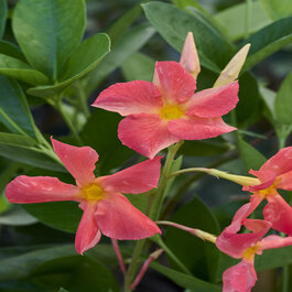 Diamantina™ Coral Orange Sunrise Dipladenia, Monrovia Plant