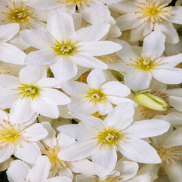 Joe Evergreen Clematis, Clematis x cartmanii 'Joe', Monrovia Plant