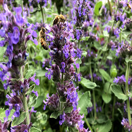 Purple Haze Catmint, Nepeta 'Purple Haze' PP #23,180, Monrovia Plant