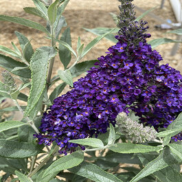 Summer Bird® Midnight Blue Butterfly Bush, Monrovia Plant