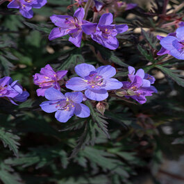 Storm Cloud Cranesbill, Geranium pratense 'Storm Cloud' PP #34,969