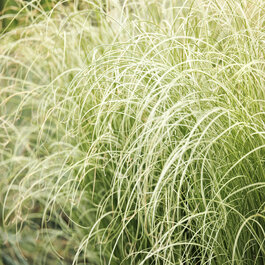 ColorGrass® Amazon Mist Sedge, Carex comans 'Amazon Mist', Monrovia Plant
