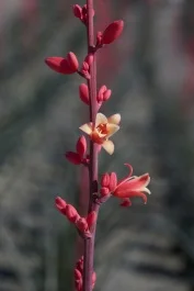 hesperaloe funifera zone