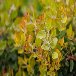 Sunset Manzanita, Arctostaphylos x 'Sunset', Monrovia Plant