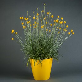 Golf™ Beauty Improved Craspedia, Craspedia globosa, Monrovia Plant