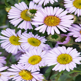 Wayne Roderick Seaside Daisy, Erigeron 'W.R.', Monrovia Plant