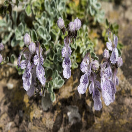 Gray Creeping Germander, Teucrium aroanium, Monrovia Plant