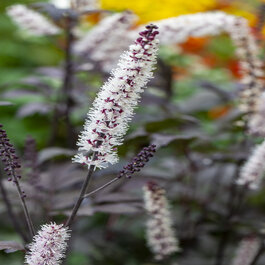 Pink Spike Snakeroot, Actaea simplex 'Pink Spike', Monrovia Plant