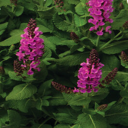 Noble Princess Meadow Sage, Salvia nemorosa 'Noble Princess'